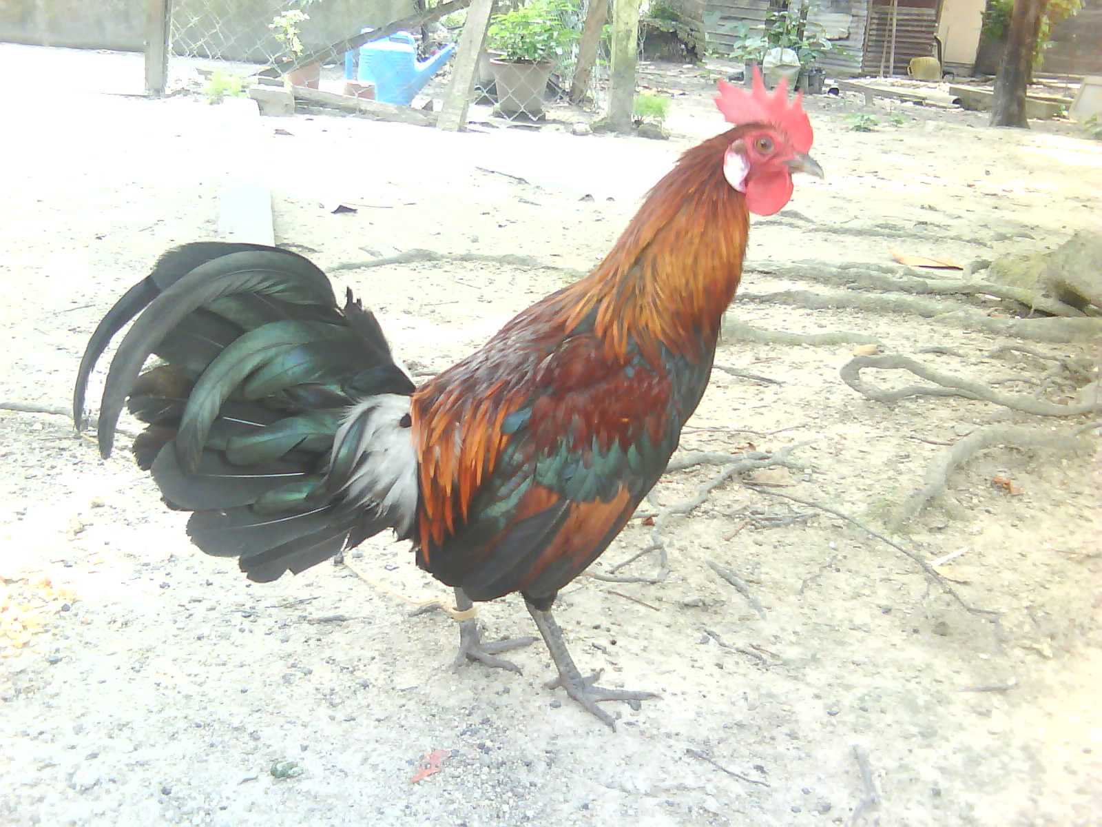 PEDAS AGRO FARM: Si Jebon Pikat Baru