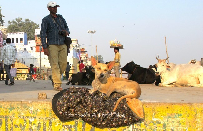 Kashi Yatra- Canines of Kashi :) | Scrapbook -A Travel Blog