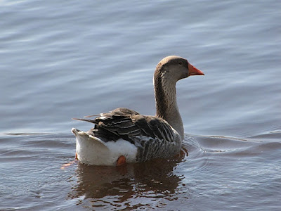 MYSLIVOST: Husa divoká