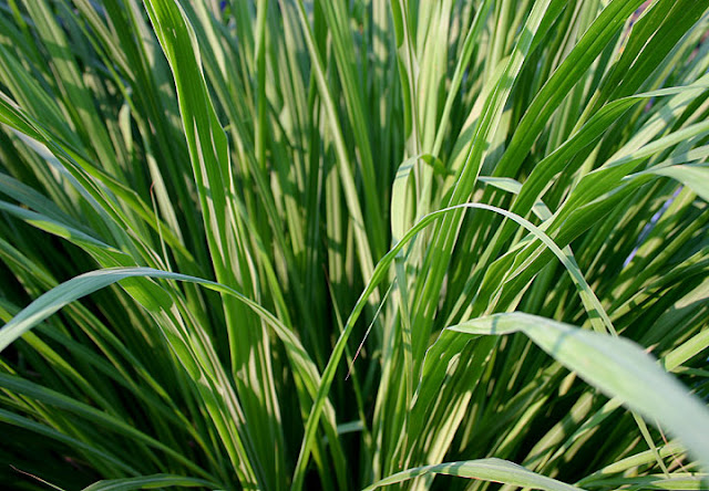 MAJANI YA MCHAICHAI NAMNA UNAVYOWEZA KUSAFISHA FIGO ZA BINADAMU ...