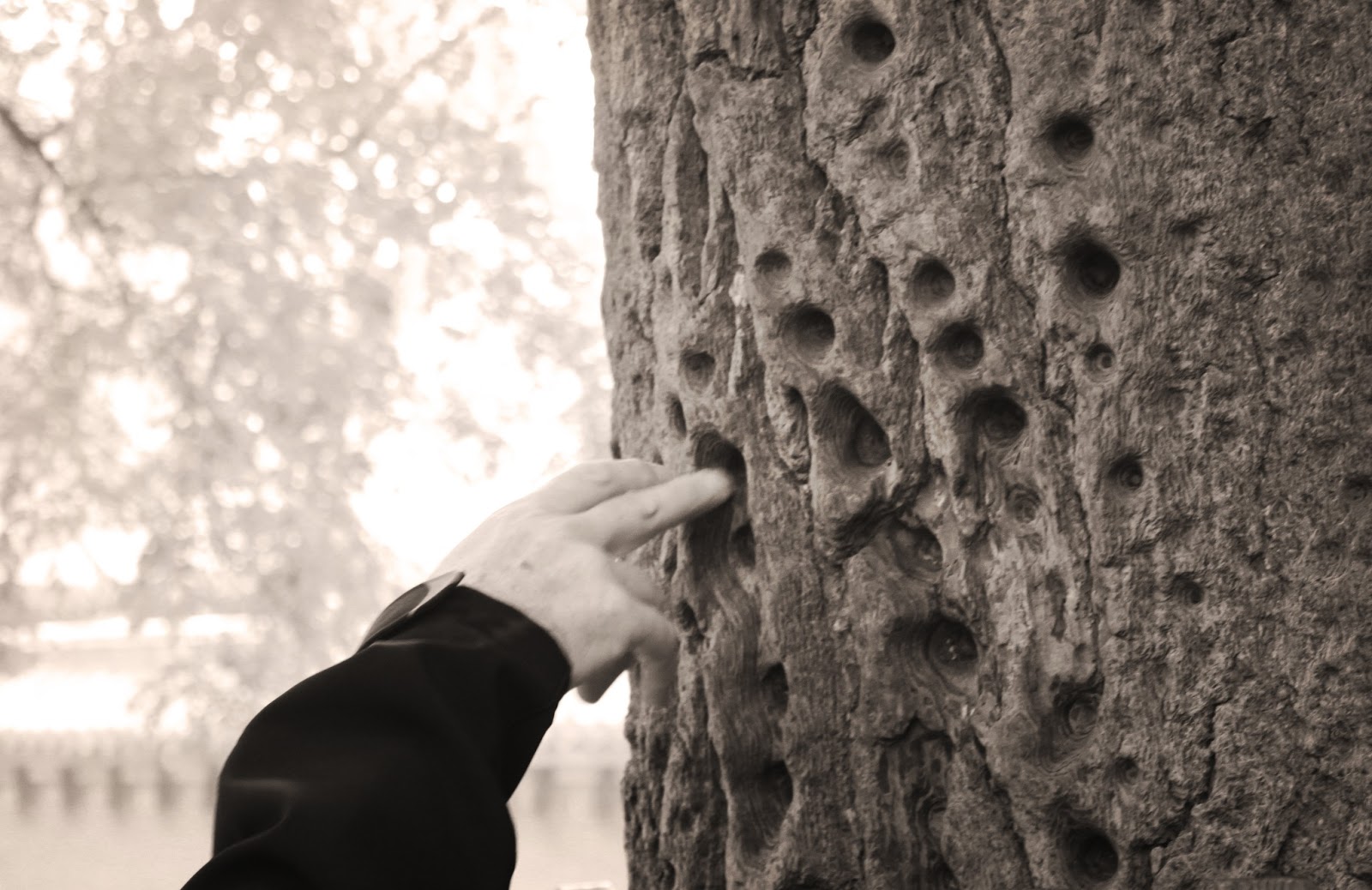 KenKen Photoblog: Finger Punching Tree at Shaolin Monastery