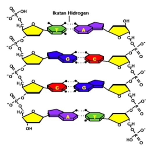 Bionomipa: Indikator 29: Menjelaskan susunan Nukleotida, DNA, atau Kromosom