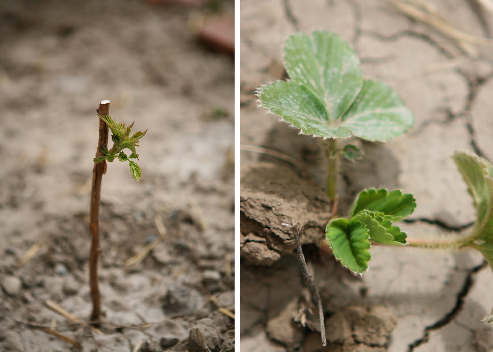 Backyard Farming: Berry Patch Creation