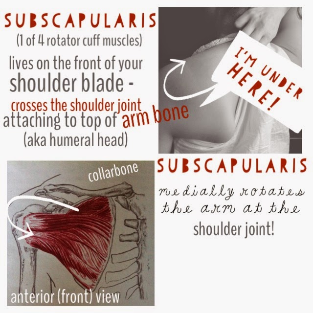 The Hip Joint: Subscapularis : 1 of 4 rotator cuff muscles