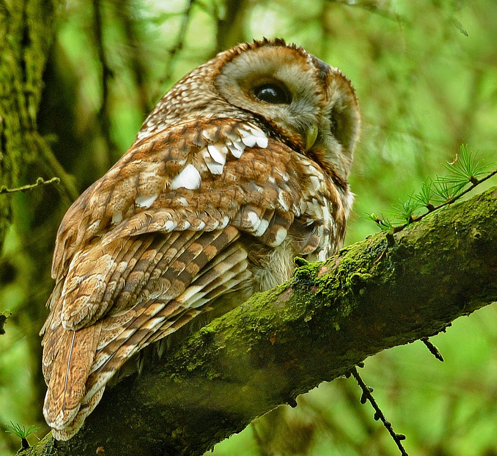 Brian Rafferty...Wildlife Photographer: Owl Watching