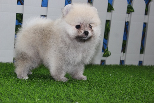 Welcome To: YouAndMePets Enterprise: [Sold]Silver Grey Pomeranian