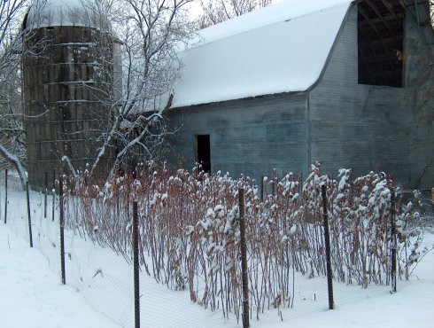 Cranberry Morning: Across the Street