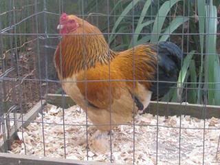 Java breeders: Java Breeding 101 part 2