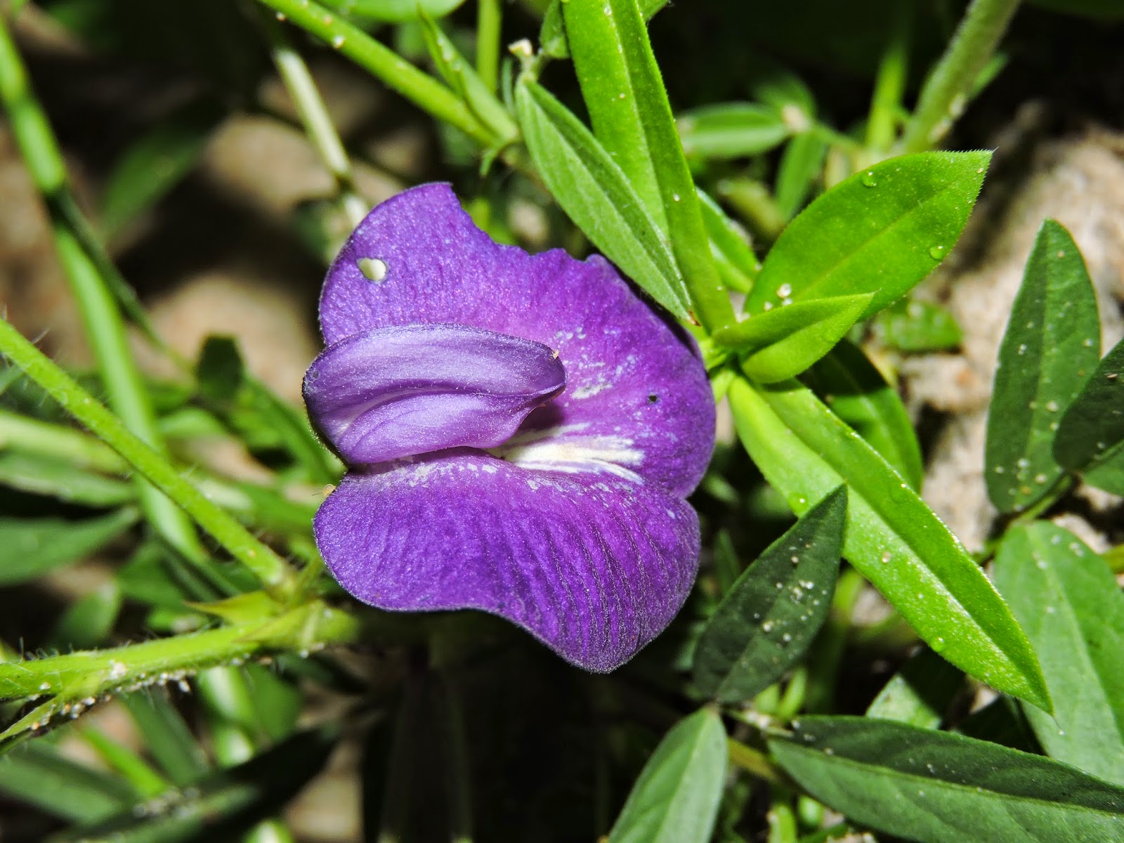 Fabaceae - Leguminosae no Brasil: Fabaceae - Centrosema pascuorum Mart ...