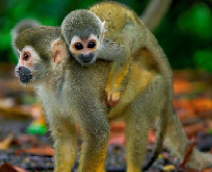 Kristin´s CREAR Blog