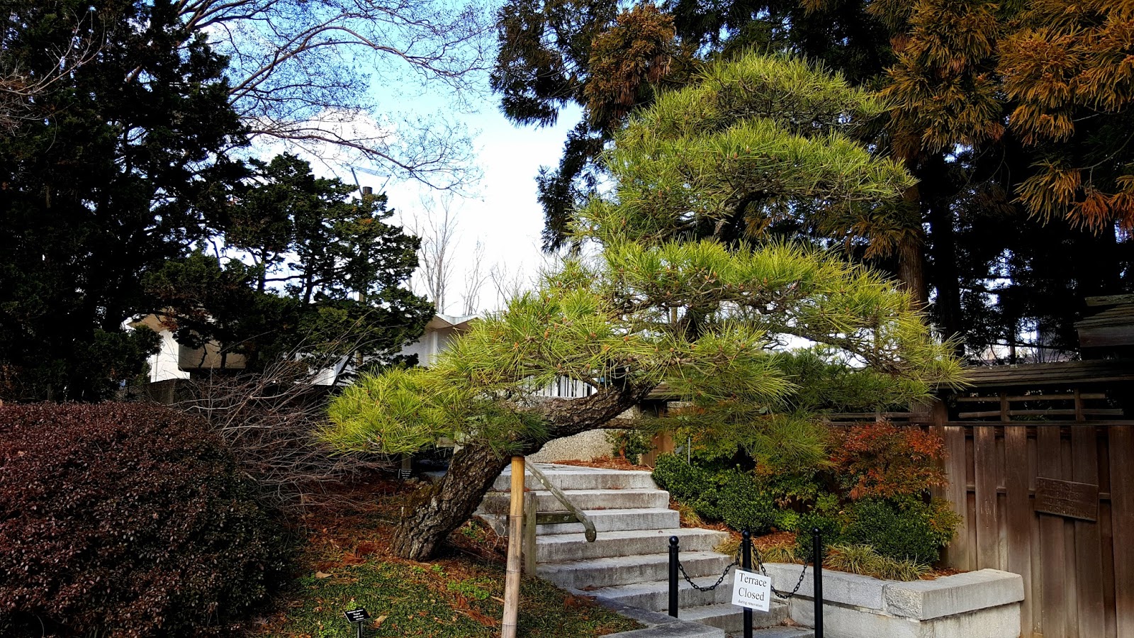 Bonsai-misadventures: The bonsai and penjing Museum at the National ...