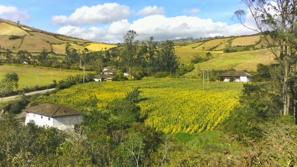 Pro-Guaitarilla: EL MOTILON – DE GUAITARILLA