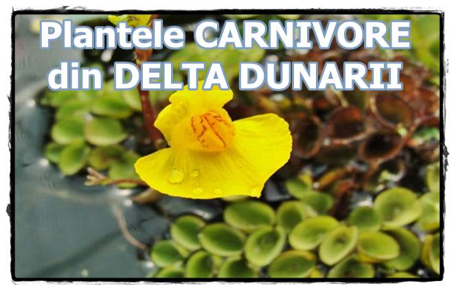 Curiozitati despre plante - jocurile cu plante, jocurile Naturii si ...