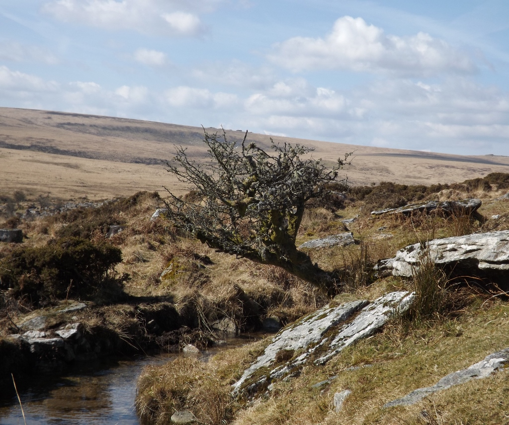 Dartmoor Ramblings: SCORHILL TOR ON A MISSION AND A VISITOR