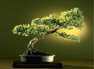 The Bonsai Project!