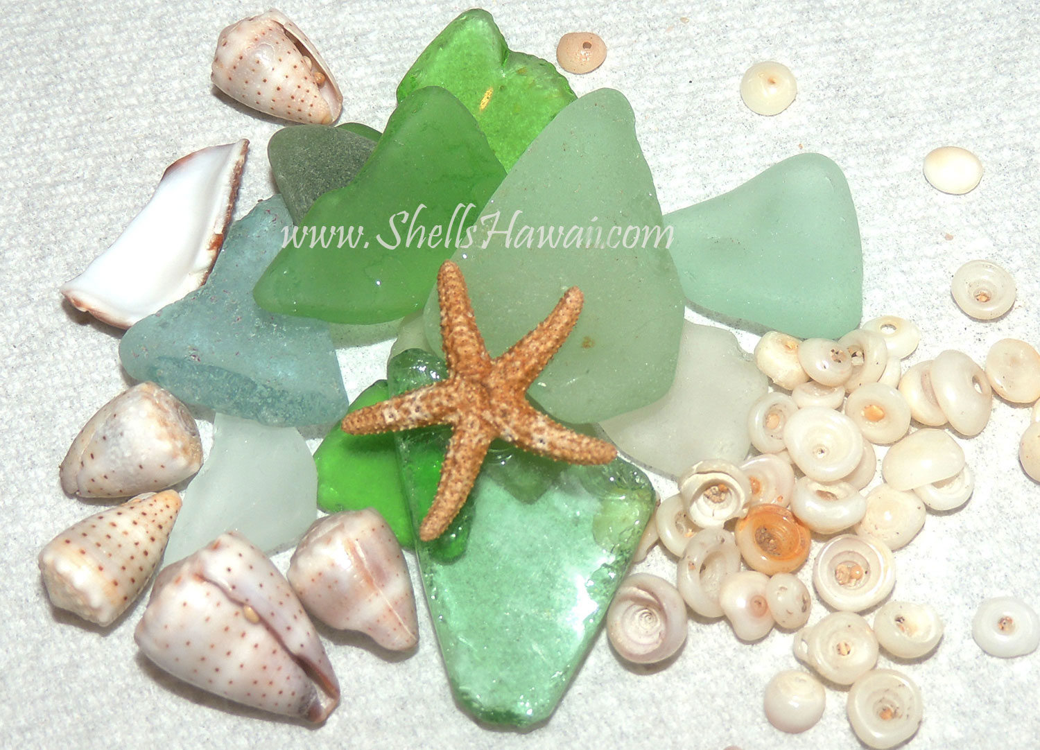 ShellsHawaii ...by Janjira: Hawaiian Sea shells