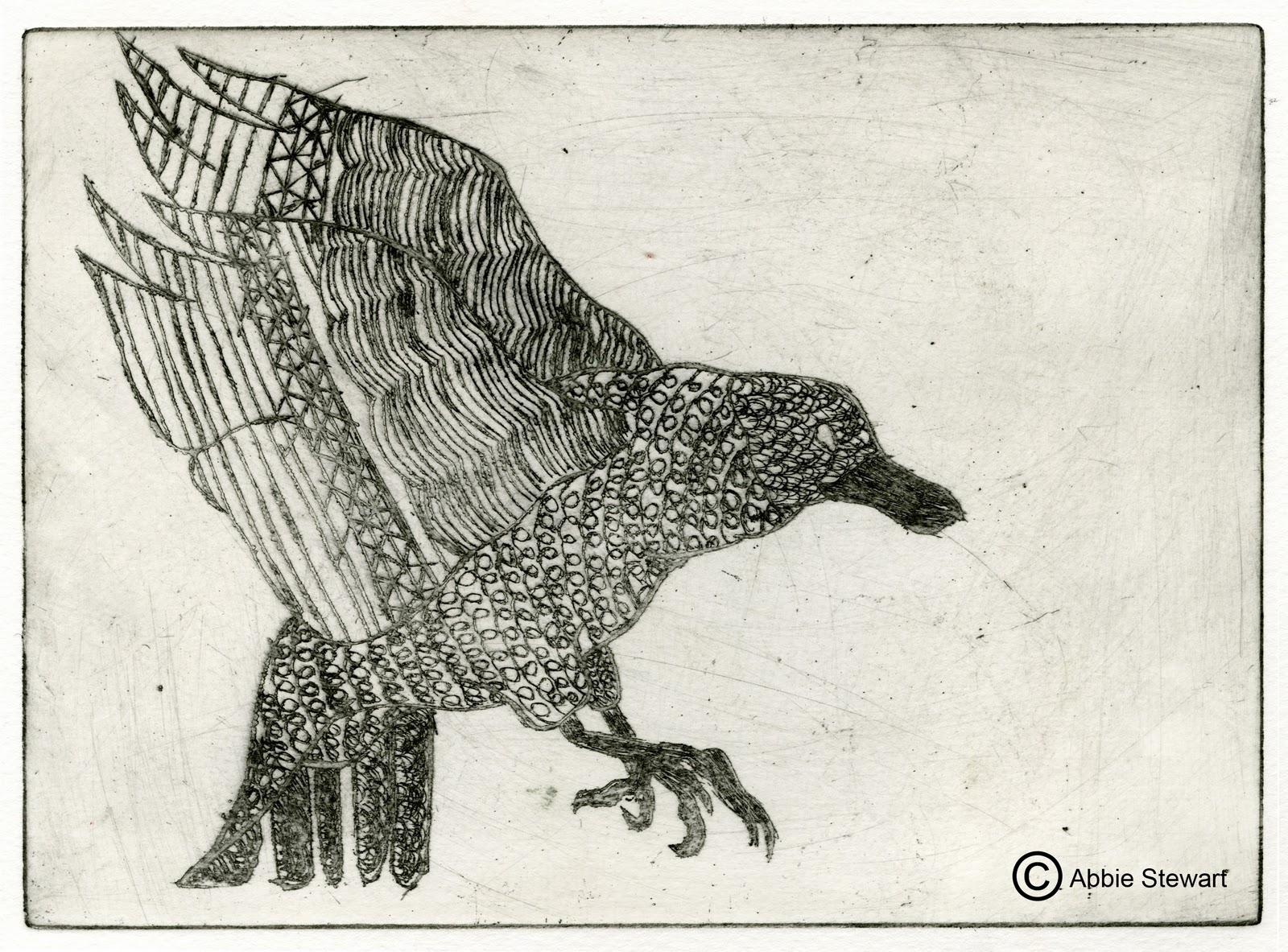 Abbie Stewart: bird etching