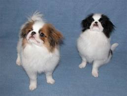 Pasemski psi: Japonski španjel