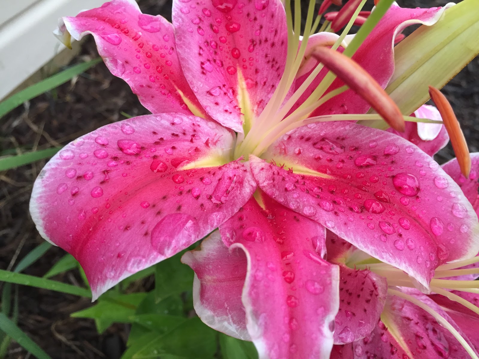 Recap: Best Blooms Summer 2016 [Backyard Neophyte Landscaping Blog]