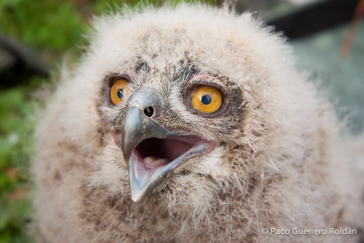 Naturaleza y ornitología: El búho real (Bubo bubo) y su reproducción