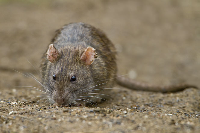 PETER'S WILDLIFE: Brown Rats