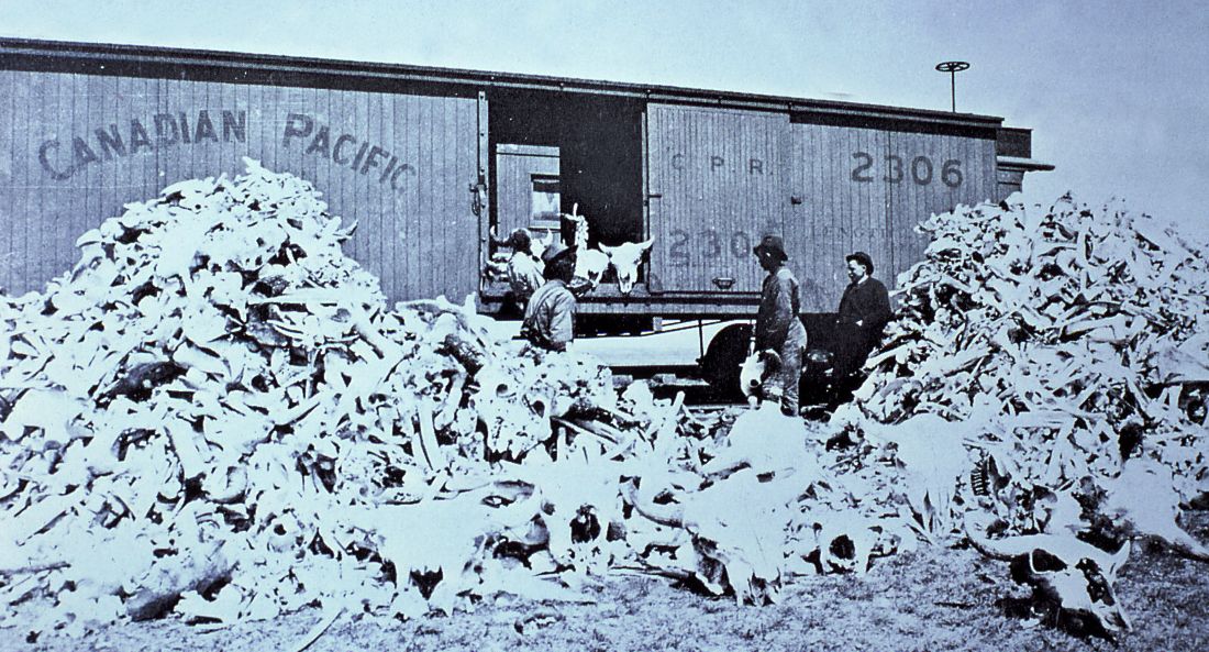 Indigenous: The Near Extinction Of Bison In The 1800s