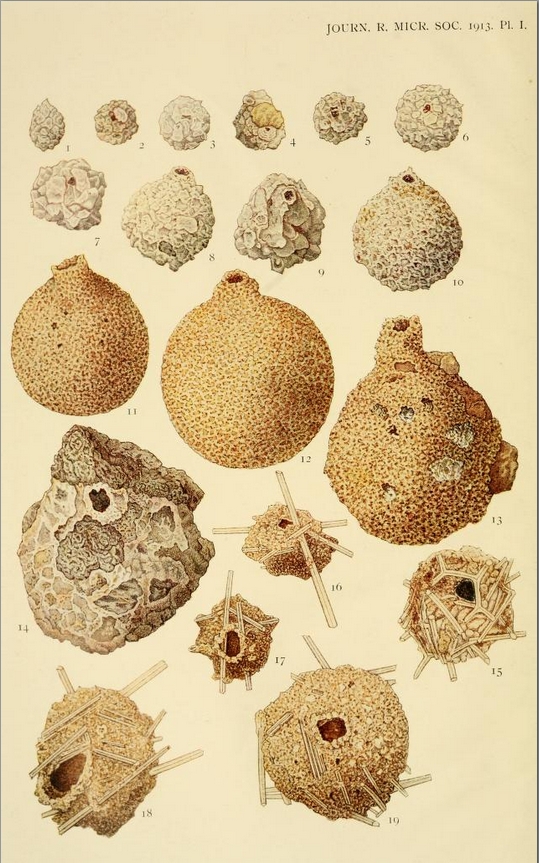 Fossils and Other Living Things: Brains: The Conundrum of the ...
