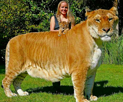 Eslora: Ligre, el gran felino