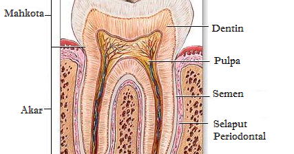 Bagian-Bagian Gigi Lengkap Macam-Macam Bentuk Gigi, Lapisan-Lapisan, Susunan dan Jumlah ...