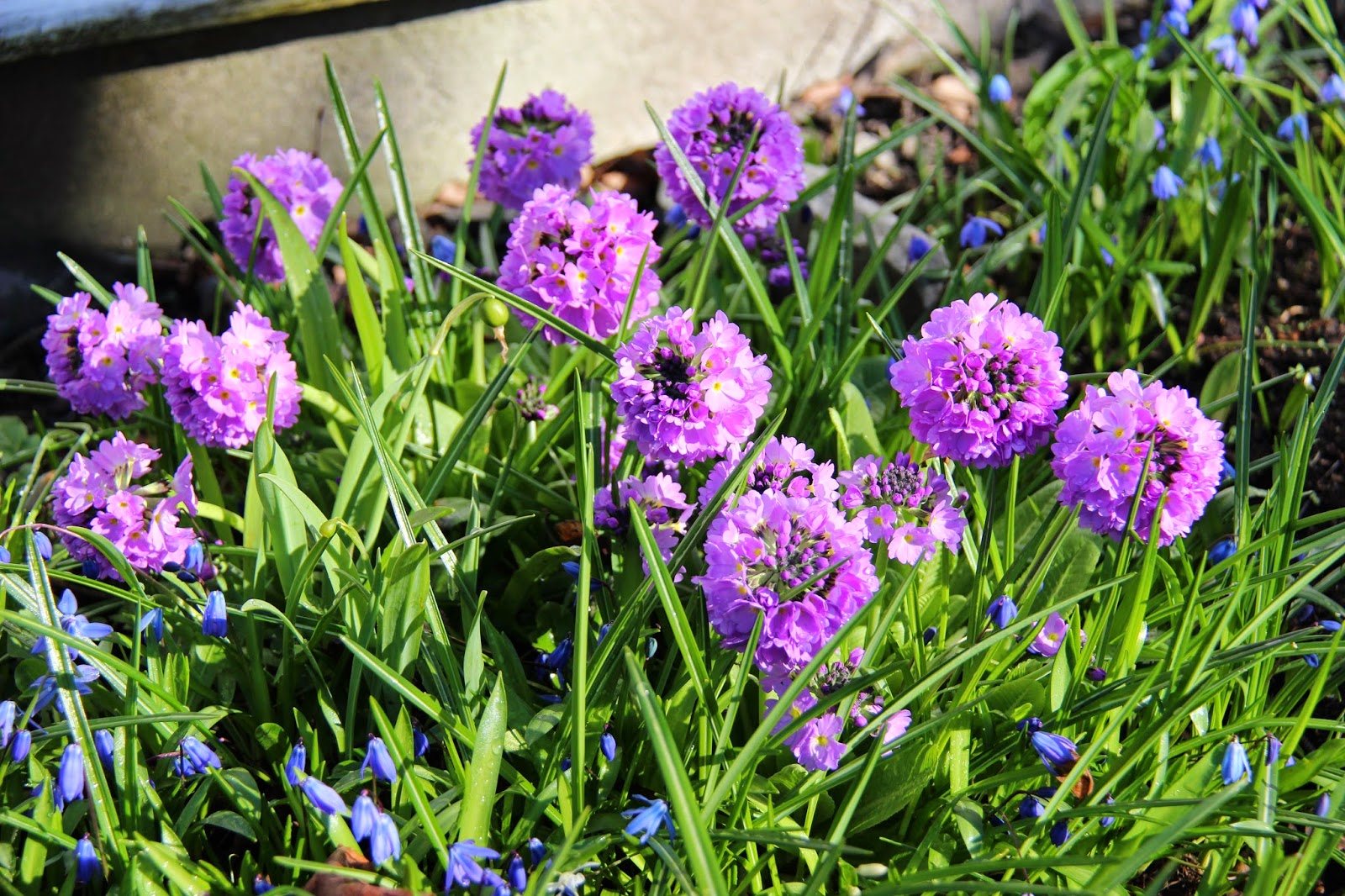 Tantes Hage: April-gleder