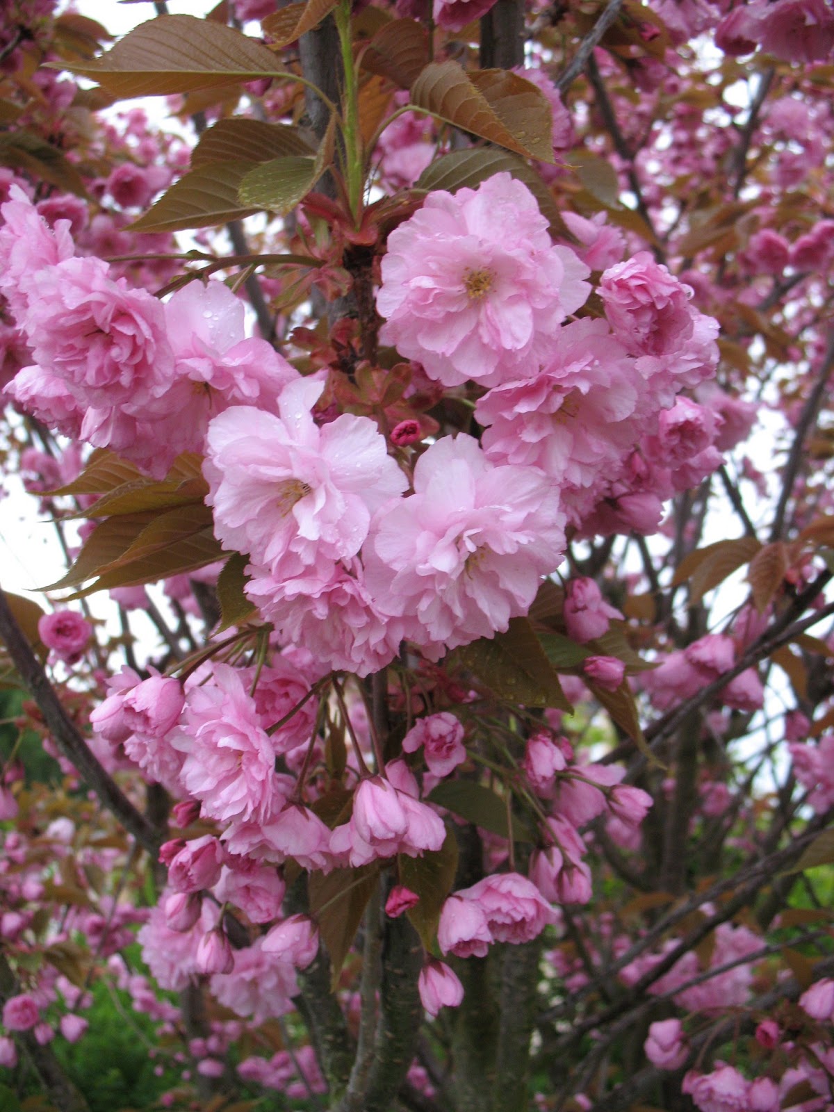 Roses du jardin Chêneland: Cerisiers à fleurs