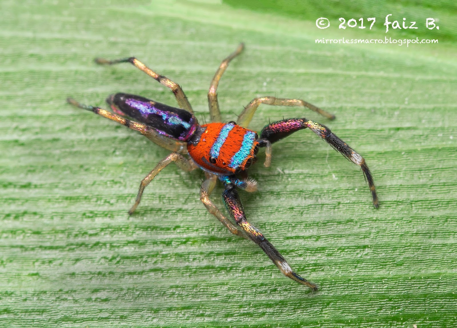 Mirrorless Macro Photography: Selection of Spiders from 2017!