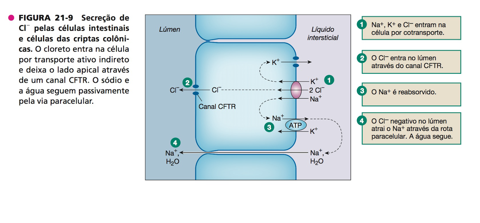 Secreção de Cl pelas células intestinais e células da criptas colônicas