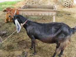 பசு மாடுகளுக்கு தீவன மேலாண்மை-(Pasu maadugalukku theevana melanmai ...