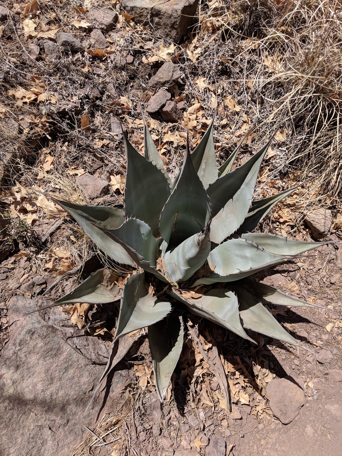 WildDakotaWoman TM: The Day the Colima Warblers Broke My Heart