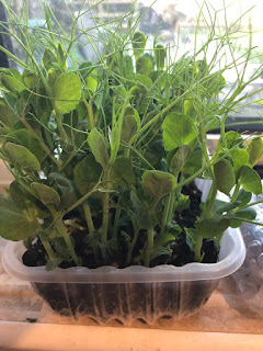Growing pea shoots