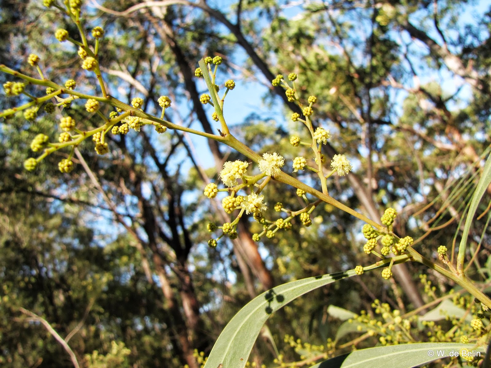 Sydney's Wildflowers and Native Plants: Acacia falcata - Sickle-leaved ...