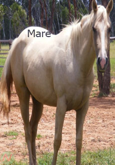 Domestic Animals Name Meaning & Image | Necessary Vocabulary ...