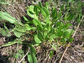 Киселица - Rumex acetosa, Shtavelj- Rumex patentia - Билки Лековити и ...