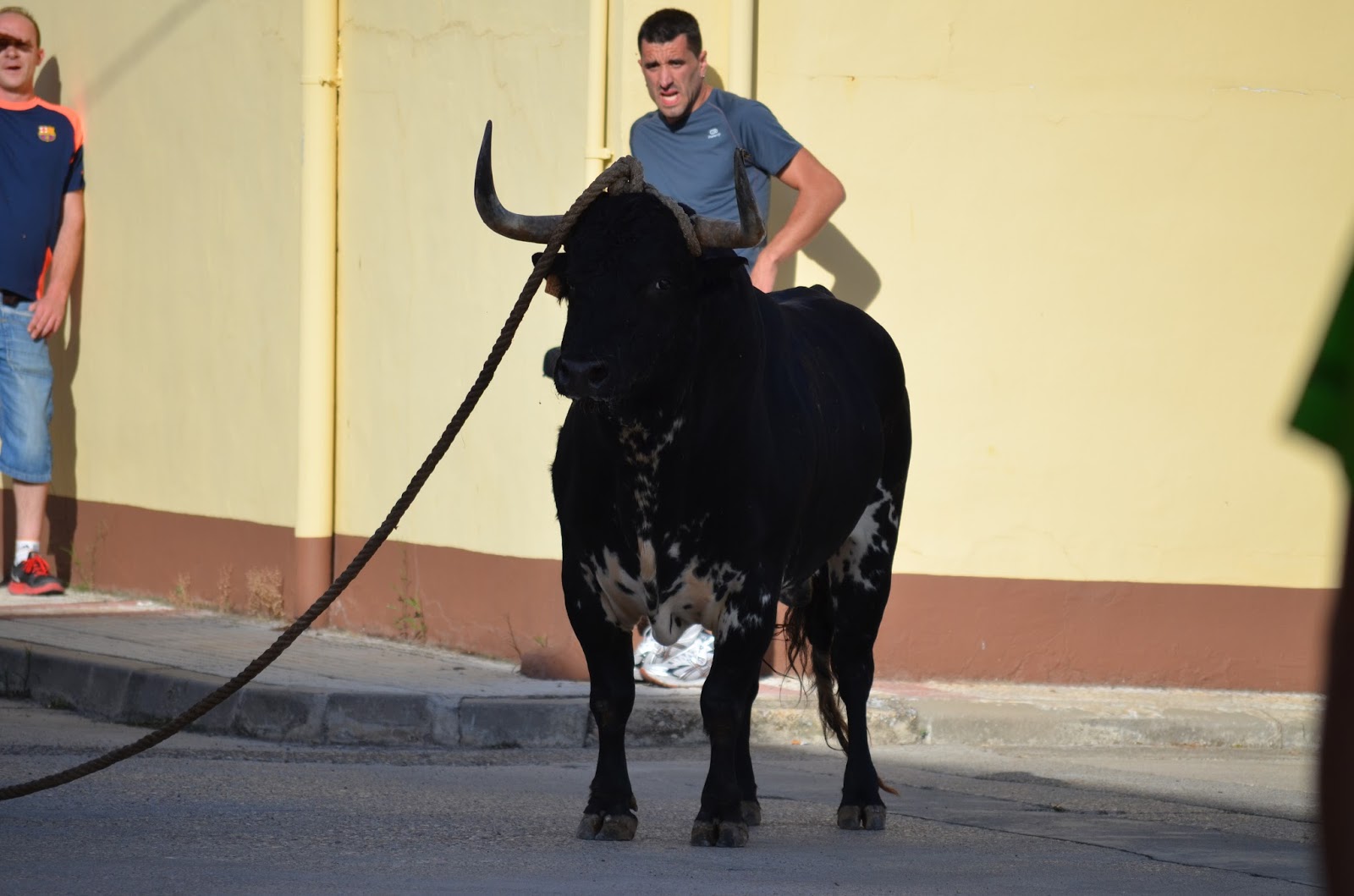 Vida Navarra: Toro con soga Lodosa (15-9-2013)