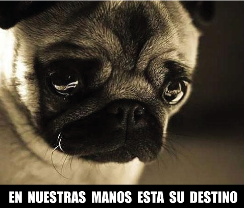 Ve como han cambiado los Pugs tras los años. Son el resultado de ...