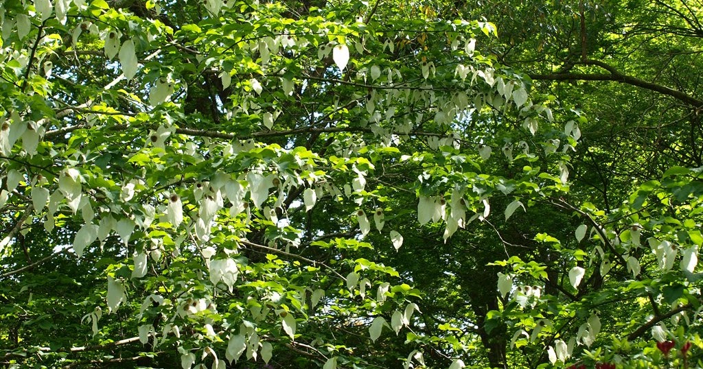Handkerchief tree in full blow