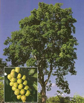 Pitombeira - Talisia esculenta | Natureza Bela