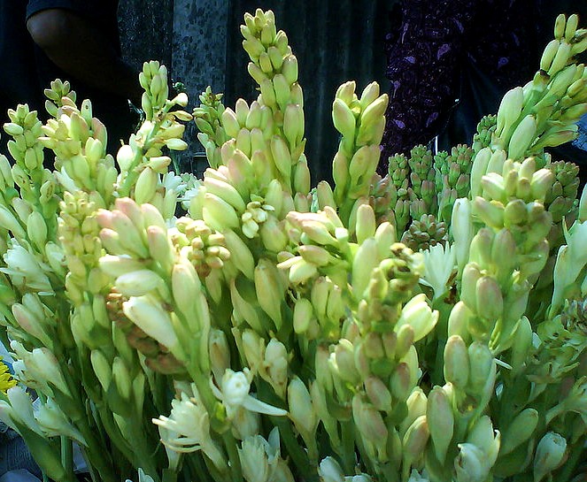 MANFAAT BUNGA SEDAP MALAM ~ berbagi