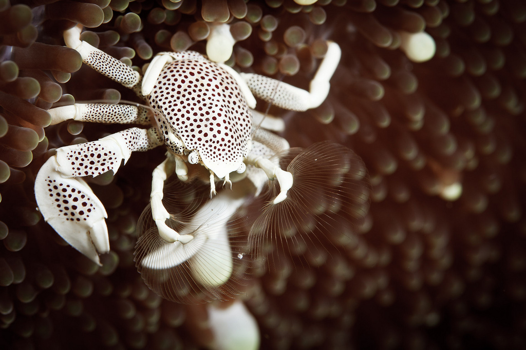 Real Monstrosities: Porcelain Crab