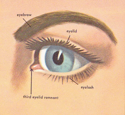 Pop Circus: Retro Book Fair: 'Vision - How, Why, and What We See'