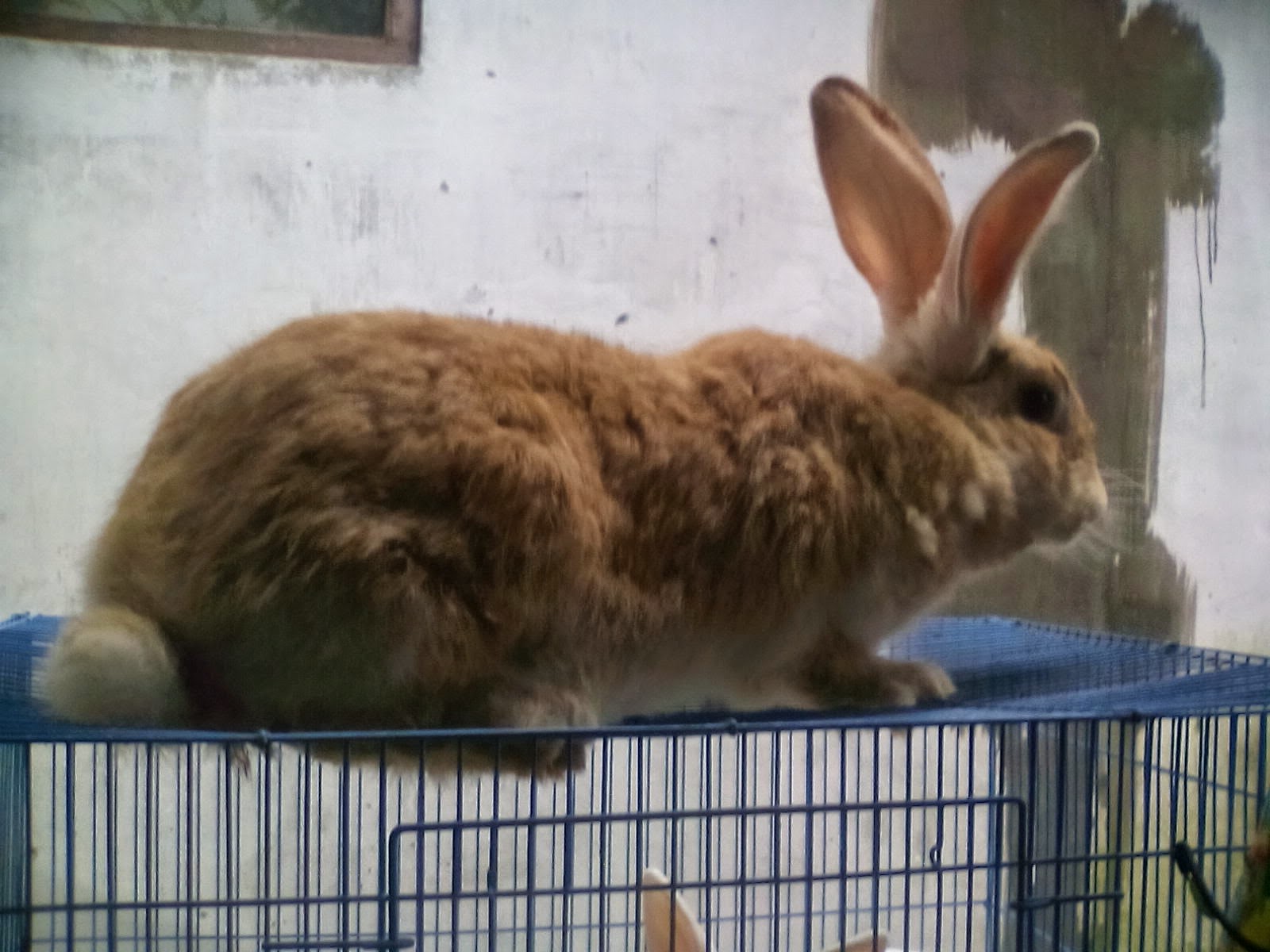 Palagan Rabbit Multifarm Yogyakarta: jual flemish giant & rex rabbit
