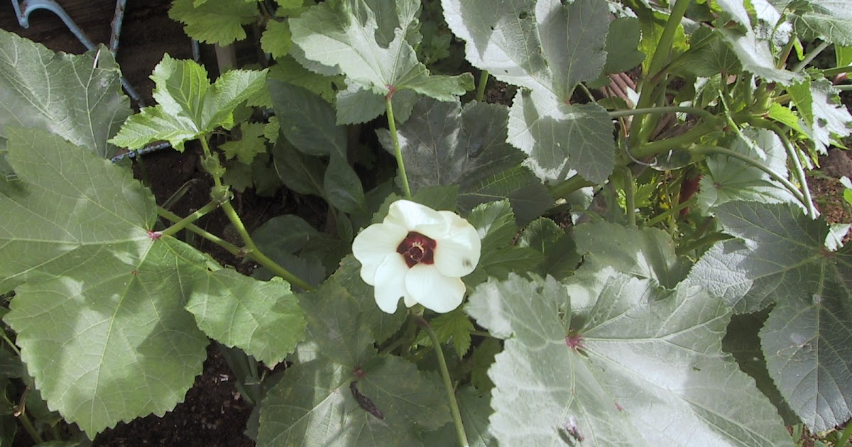 HOW TO GROW OKRA - HOME AND GARDEN