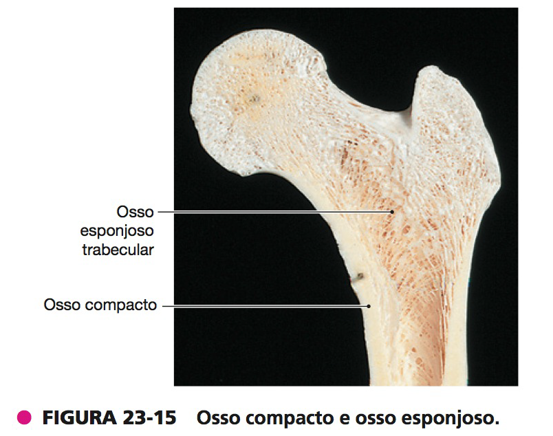 Osso compacto e osso esponjoso