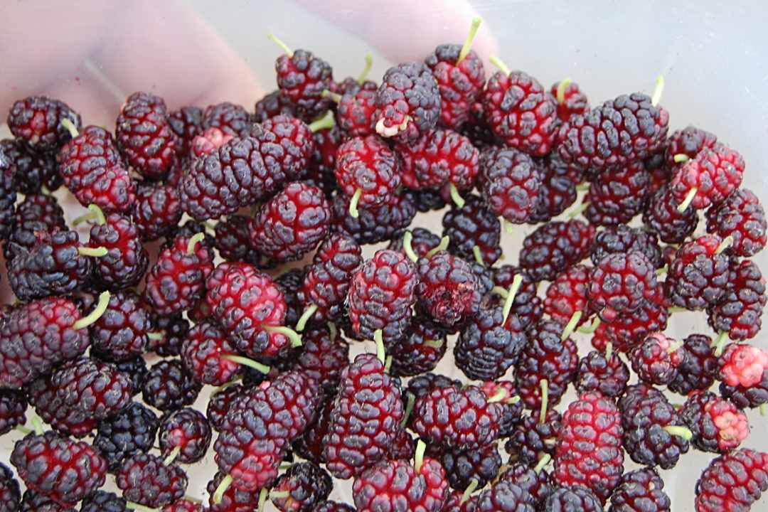 Living the Dream: Mulberry season